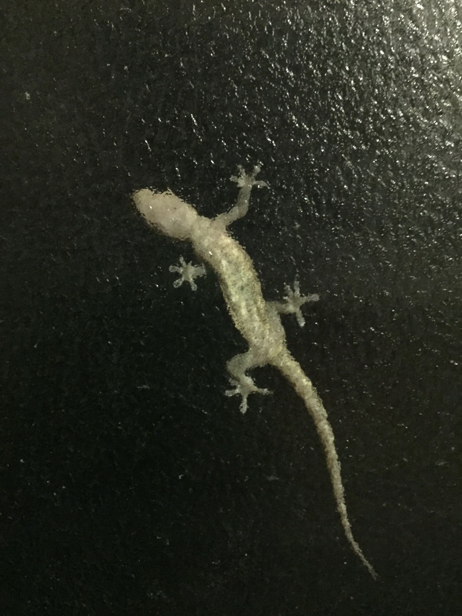 Geckos: 家守, ヤモリ – ono okinawa