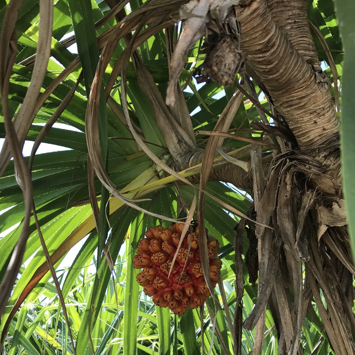 pandanus – ono okinawa